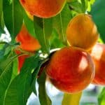 9 Best Varieties of Peach Trees to Grow in Georgia