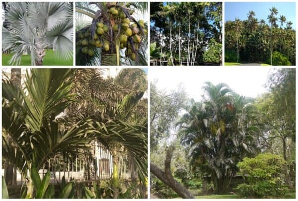 30 Common Trees in Hawaii (Native & Introduced Species)