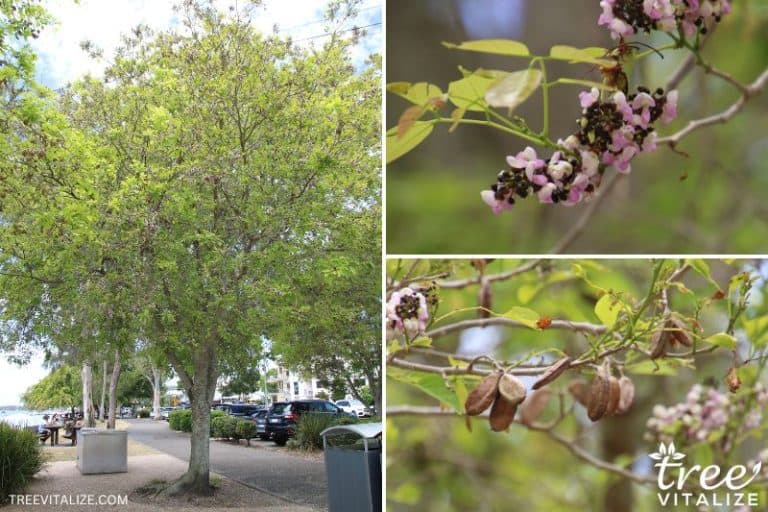 14 Fast Growing Shade Trees to Grow in Florida
