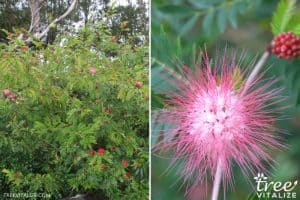 11 Small & Dwarf Trees for Florida (for Tight Spaces)