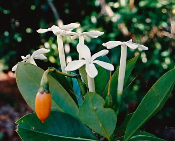 15 Flowering Trees to Grow in Hawaii (Purple, Yellow & More)