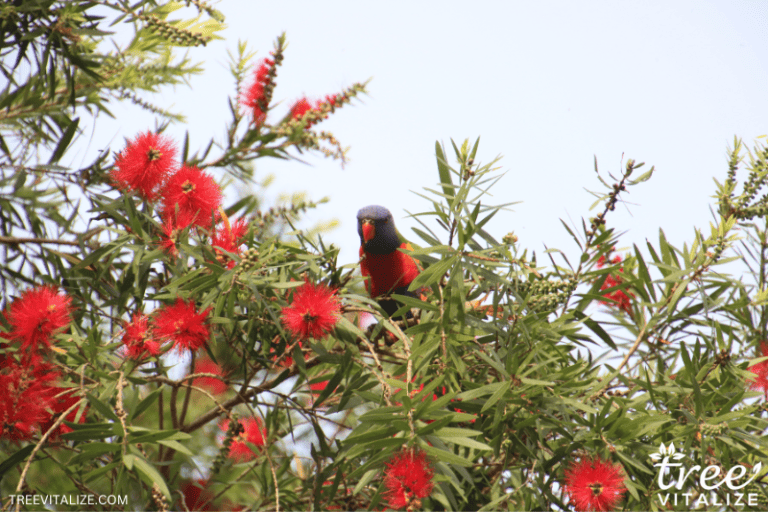 8 Beautiful Red Flowering Trees in Florida (Grow or Admire)