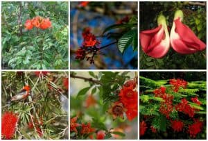 8 Beautiful Red Flowering Trees in Florida (Grow or Admire)