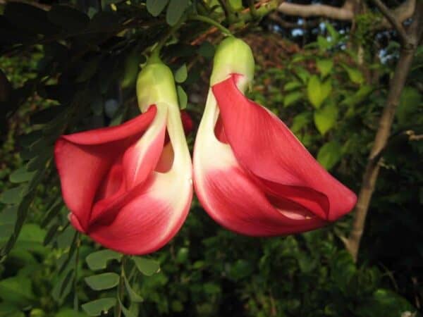 8 Beautiful Red Flowering Trees in Florida (Grow or Admire)