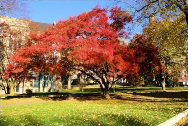 14 Fast Growing Shade Trees to Grow in Florida