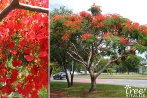 8 Beautiful Red Flowering Trees in Florida (Grow or Admire)