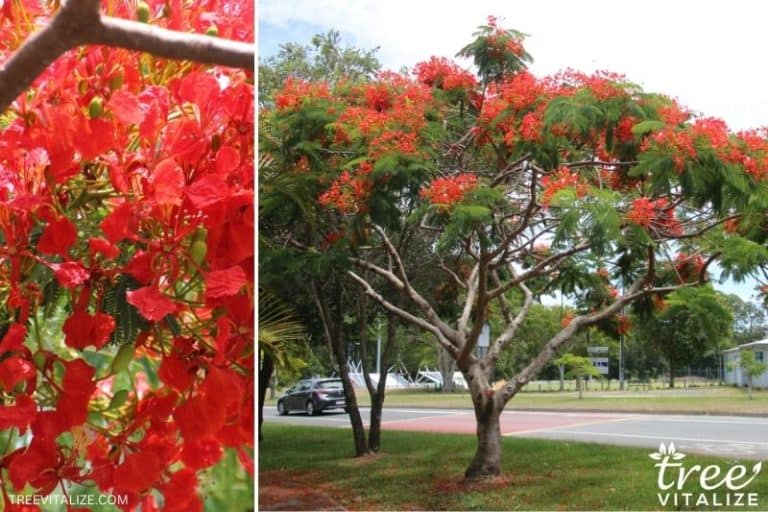 8 Beautiful Red Flowering Trees in Florida (Grow or Admire)