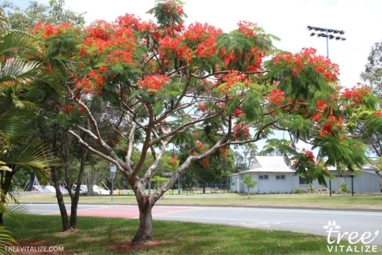 9 Stunning Trees with Orange Flowers in Florida