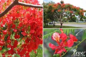 30 Common Trees in Hawaii (Native & Introduced Species)