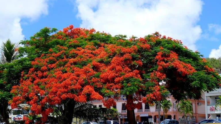 15 Flowering Trees to Grow in Hawaii (Purple, Yellow & More)