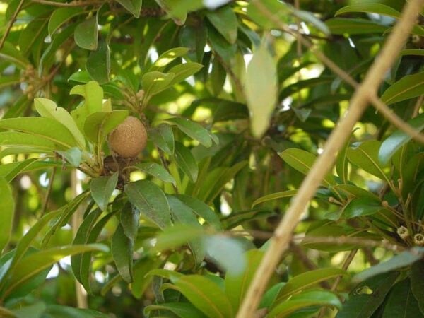 13 Fruit Trees to Grow in Hawaii (Exotic & Common Varieties)