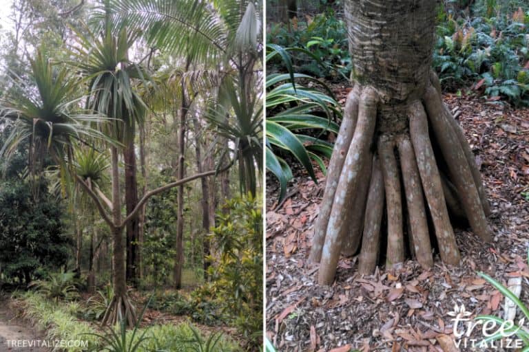 30 Common Trees in Hawaii (Native & Introduced Species)
