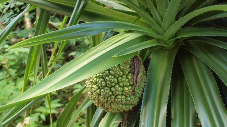 30 Common Trees in Hawaii (Native & Introduced Species)