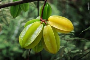 13 Fruit Trees to Grow in Hawaii (Exotic & Common Varieties)