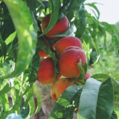 9 Best Varieties of Peach Trees to Grow in Georgia