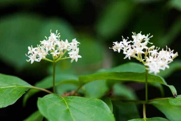 7 Trees You Will Find in the Florida Swamp