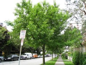 14 Fast Growing Shade Trees to Grow in Florida