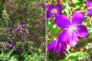 11 Small & Dwarf Trees for Florida (for Tight Spaces)