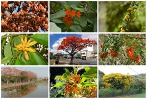9 Stunning Trees with Orange Flowers in Florida