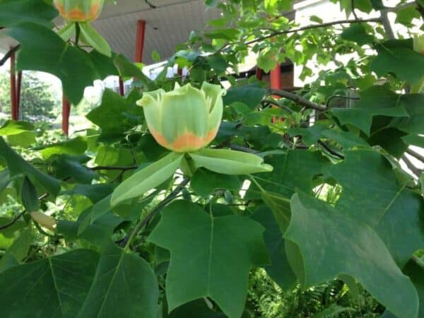 25 Most Common Types of Trees in Tennessee (Including Native)