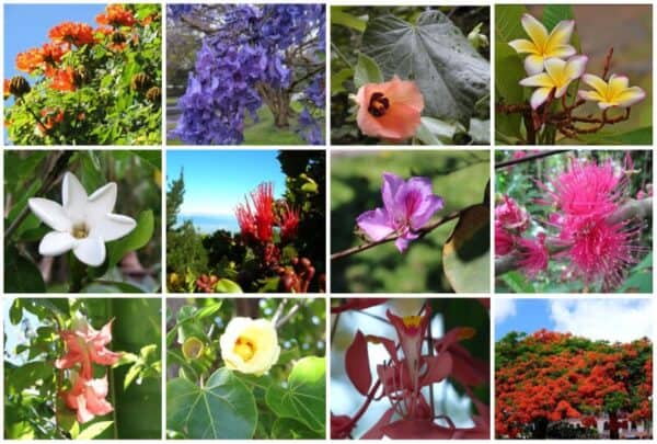 20 Full-Sized & Small Ornamental Flowering Trees for Zone 7