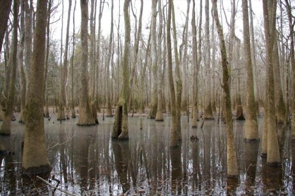 7 Trees You Will Find in the Florida Swamp