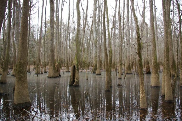 7 Trees You Will Find in the Florida Swamp