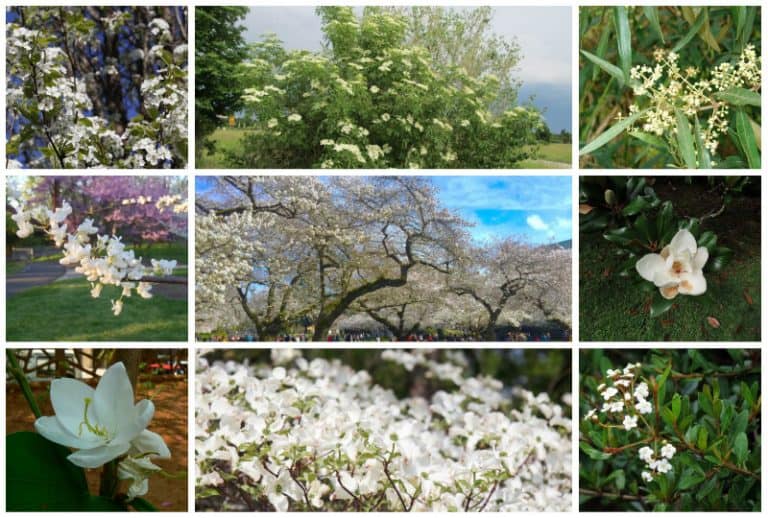 10 White Flowering Trees in Florida to Plant or Admire