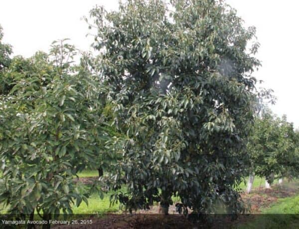 Do Avocado Trees Grow in Hawaii? Which Varieties are Best?