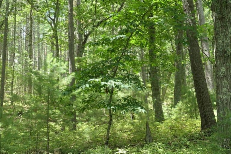 18 Common Trees Native to Maine (Includes Evergreen Species)