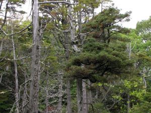 18 Common Trees Native to Maine (Includes Evergreen Species)