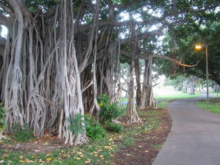 30 Common Trees in Hawaii (Native & Introduced Species)