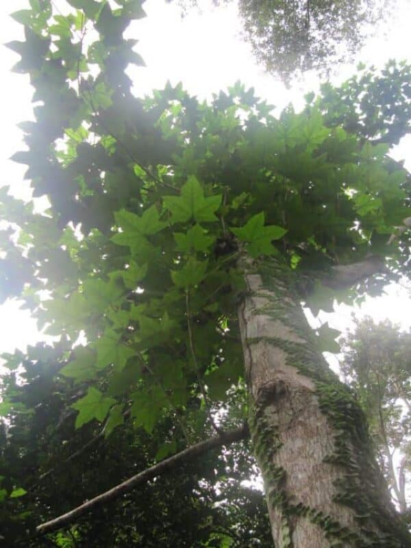 30 Common Trees in Hawaii (Native & Introduced Species)