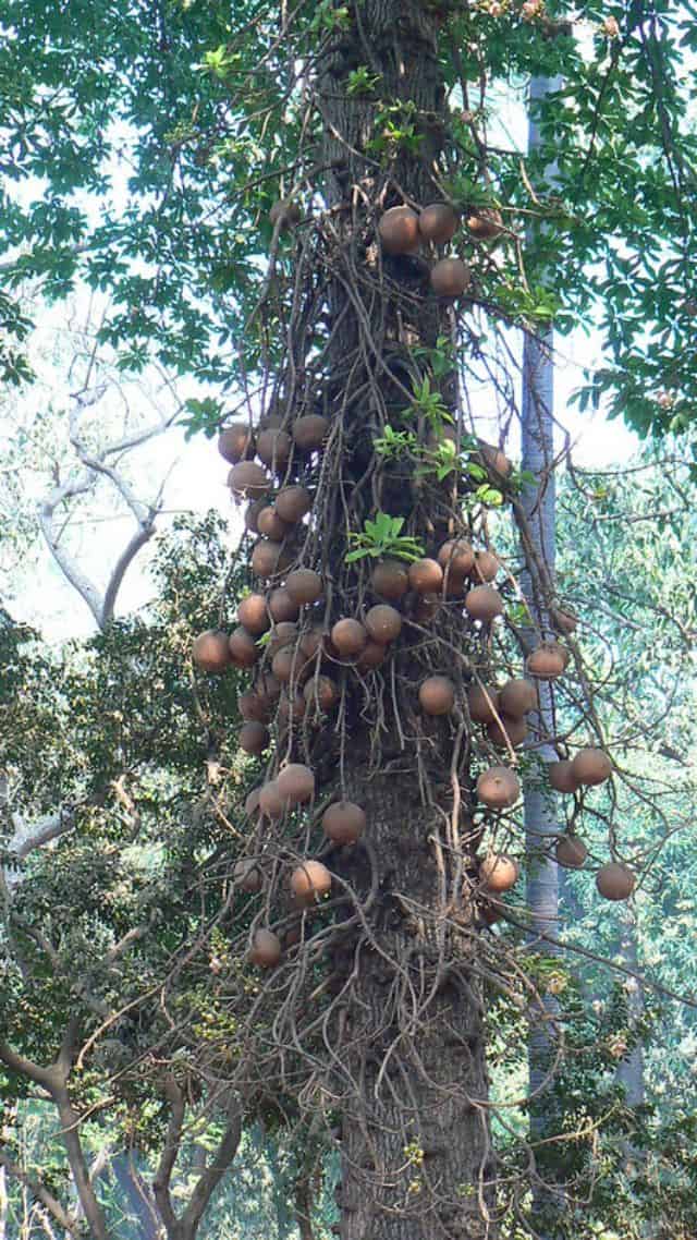 30 Common Trees in Hawaii (Native & Introduced Species)