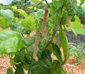 30 Common Trees in Hawaii (Native & Introduced Species)
