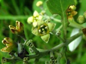 30 Common Trees in Hawaii (Native & Introduced Species)