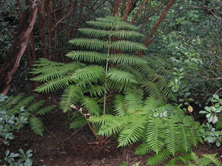 30 Common Trees in Hawaii (Native & Introduced Species)