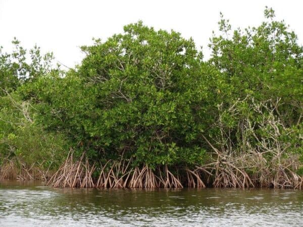 30 Common Trees in Hawaii (Native & Introduced Species)