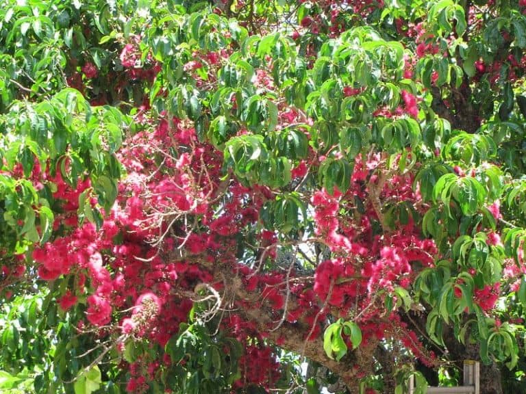 30 Common Trees in Hawaii (Native & Introduced Species)
