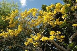 30 Common Trees in Hawaii (Native & Introduced Species)