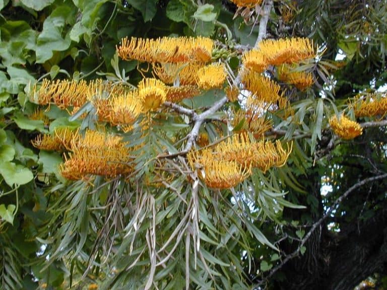 30 Common Trees in Hawaii (Native & Introduced Species)