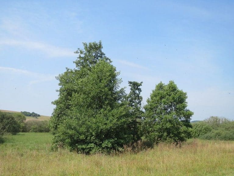 18 Common Trees Native to Maine (Includes Evergreen Species)