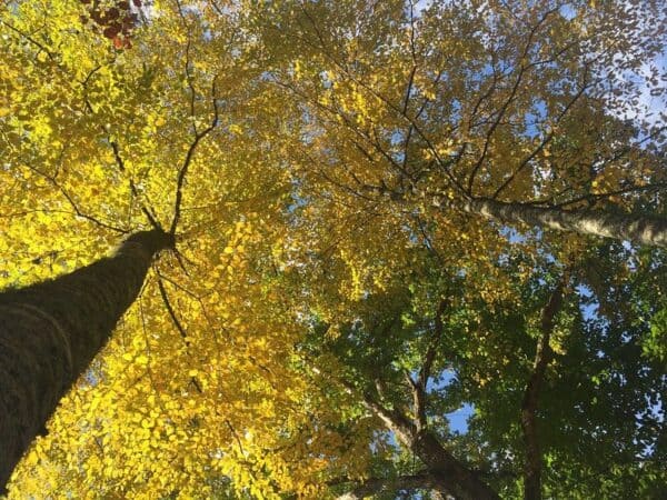 6 Types of Birch Trees to Grow or Admire in Maine