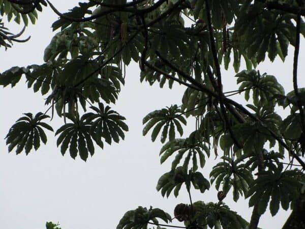 30 Common Trees in Hawaii (Native & Introduced Species)