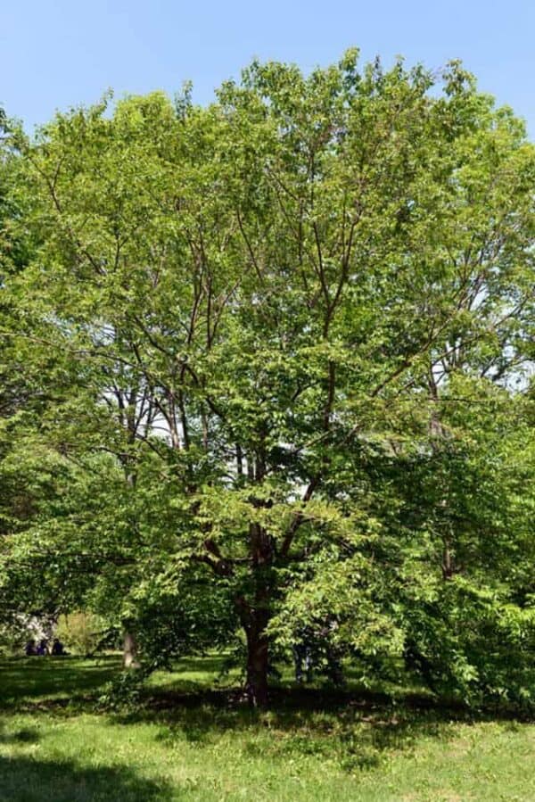 18 Common Trees Native to Maine (Includes Evergreen Species)
