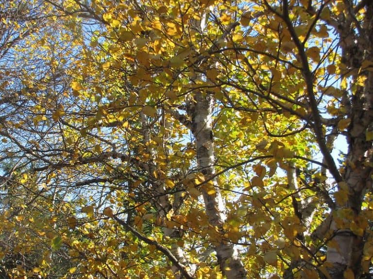 6 Types of Birch Trees to Grow or Admire in Maine