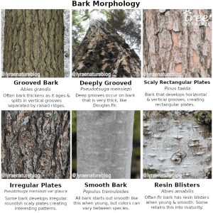 17 Different Types of Fir Trees & Their Identifying Features