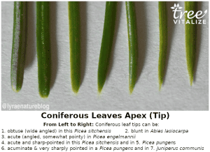 17 Different Types of Fir Trees & Their Identifying Features