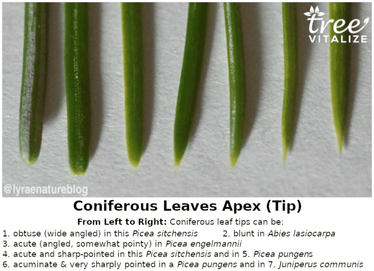 17 Different Types of Fir Trees & Their Identifying Features