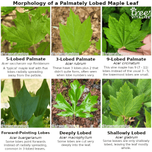 18 Different Types of Maple Trees & Identifying Features